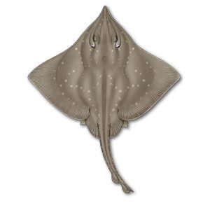 Flapper Skate - Orkney Skate Trust