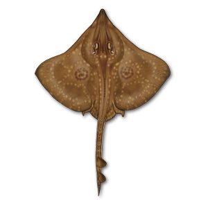 Flapper Skate - Orkney Skate Trust