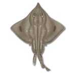 Flapper Skate - Orkney Skate Trust