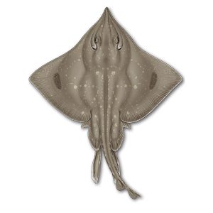 Flapper Skate - Orkney Skate Trust