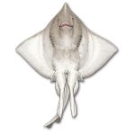 Flapper Skate - Orkney Skate Trust