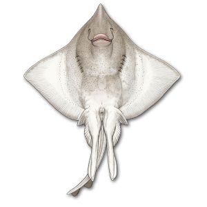 Flapper Skate - Orkney Skate Trust