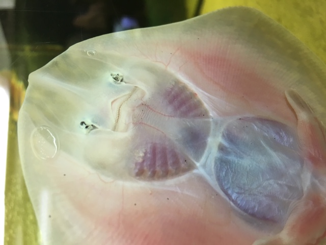 WWF Netherlands Workshop - Orkney Skate Trust