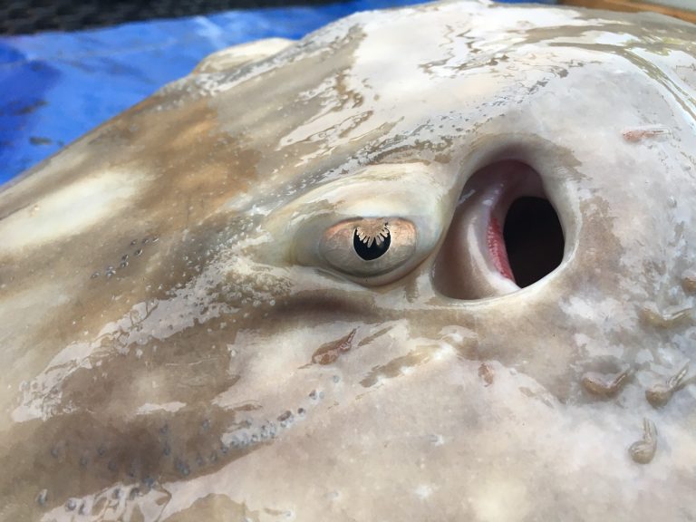 Common blue skate Dipturus batis documented in Orkney by Orkney Skate ...